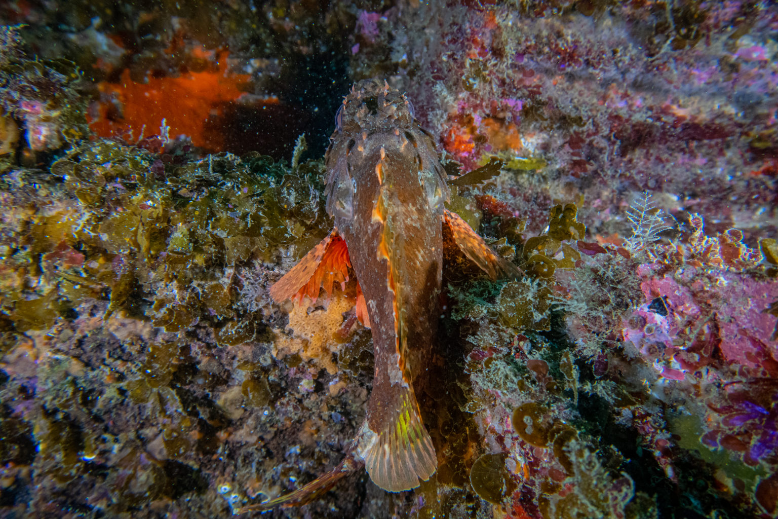 Grandfather Hapuku / New Zealand Scorpion Fish | Auckland Scuba Dive